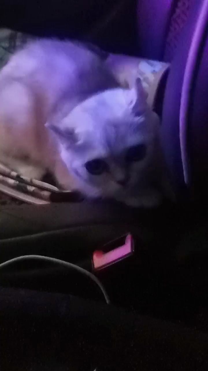 我朋友家里面的小猫咪,特别怕生人