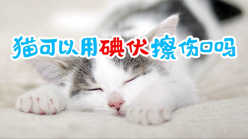 猫可以用碘伏擦伤口吗