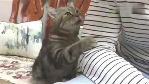 狸花猫在主人面前撒娇,抱它哄它睡觉,这撒娇小表情也是没谁了!