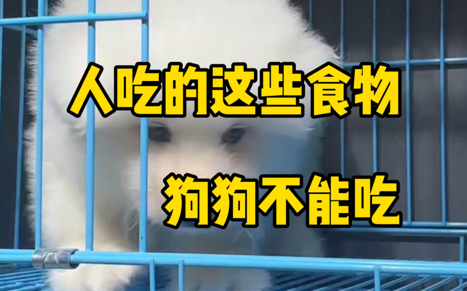 人吃的这些食物,狗狗最好别吃,容易中毒