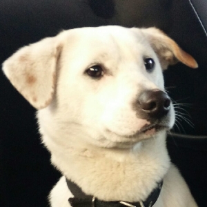 爱吃核桃和花生 