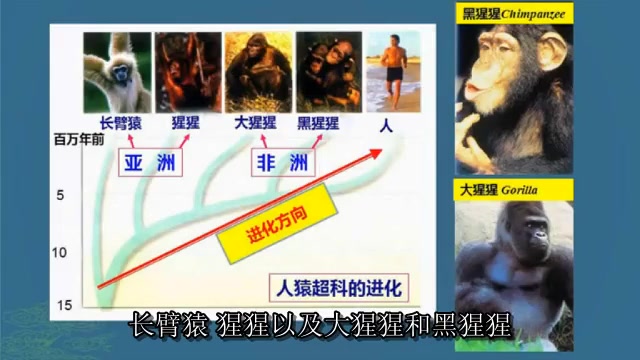 人类的远古起源、演化与全球重要化石