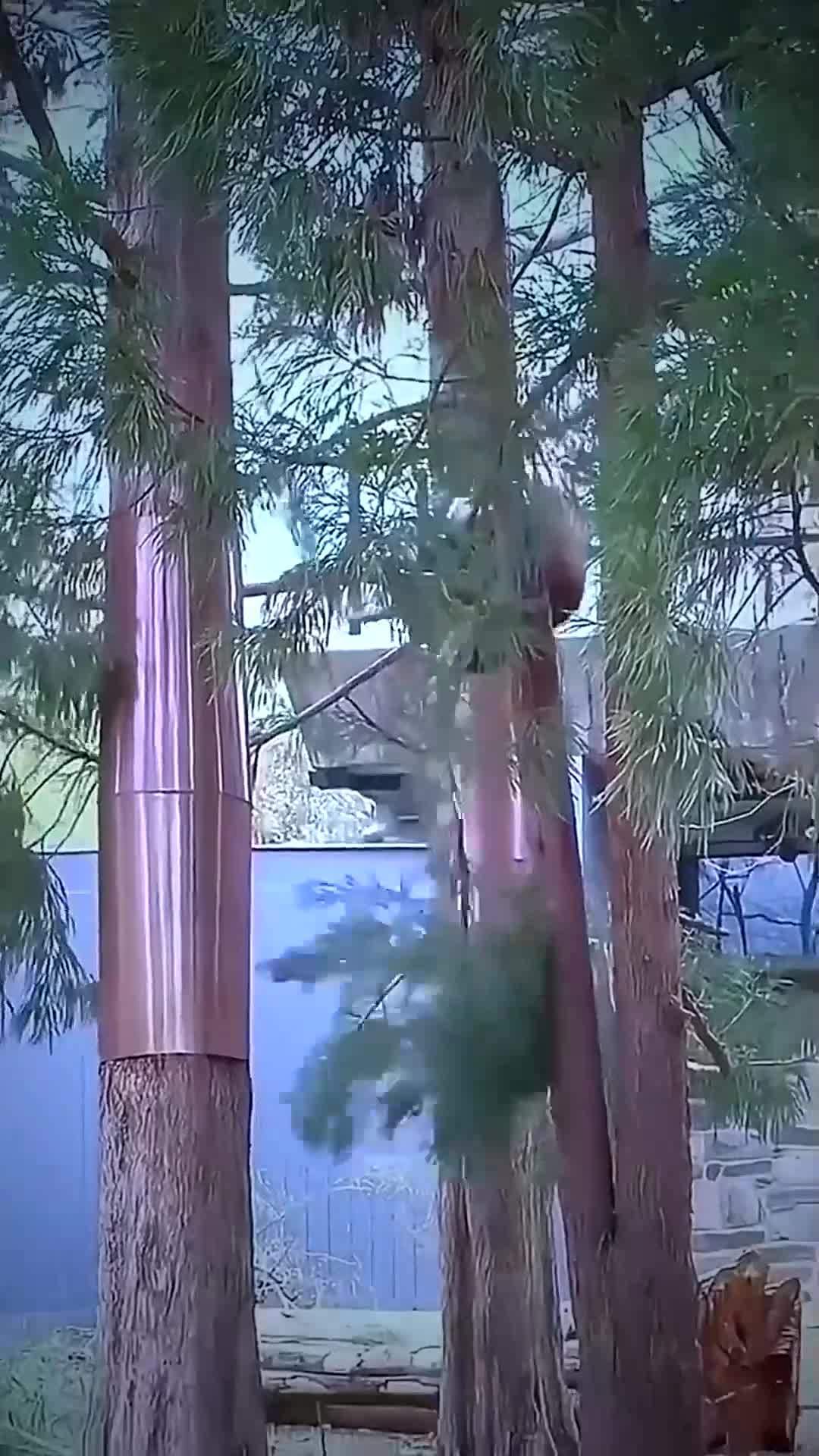 原来大熊猫的成长这么艰辛啊,不愧是是国宝!
