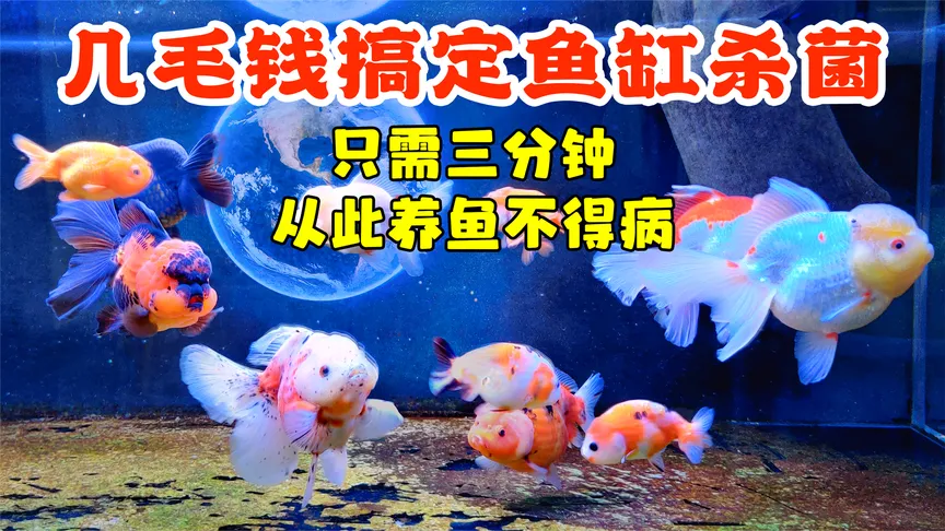 几毛钱搞定鱼缸杀菌,只需三分钟,轻松安全度过鱼病期