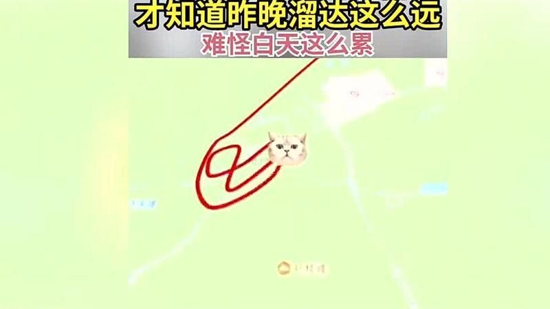 猫咪定位器显示夜行很远,难怪白天累