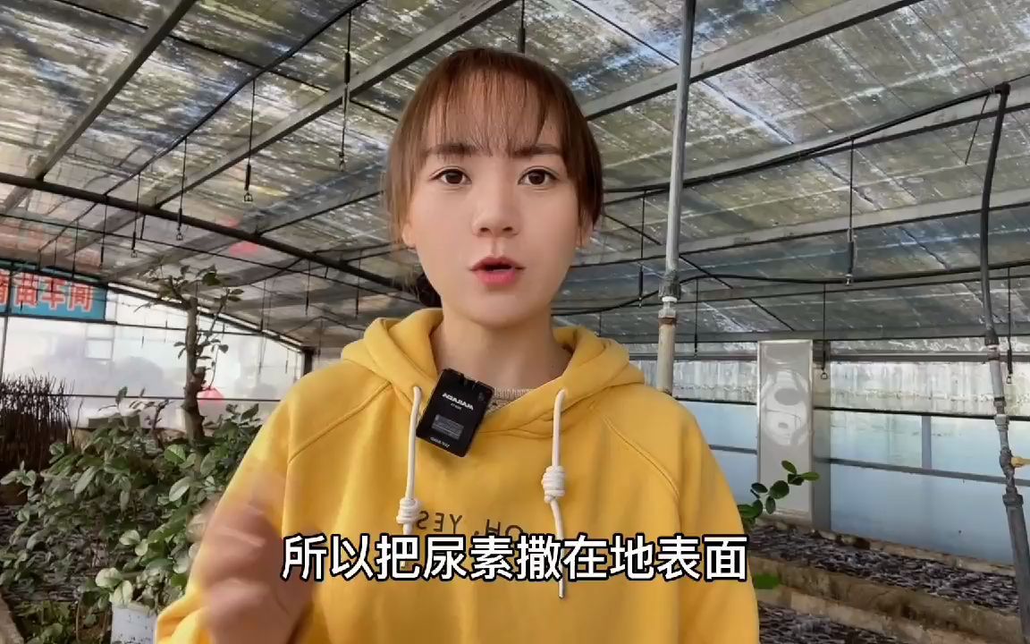 尿素深施两大好处,有利养分保持,有利作物吸收