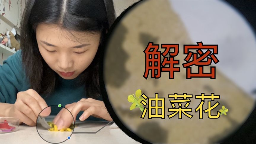 别泼花了,跟着小趙一起来观察它们的细胞,原来显微镜下是这样的