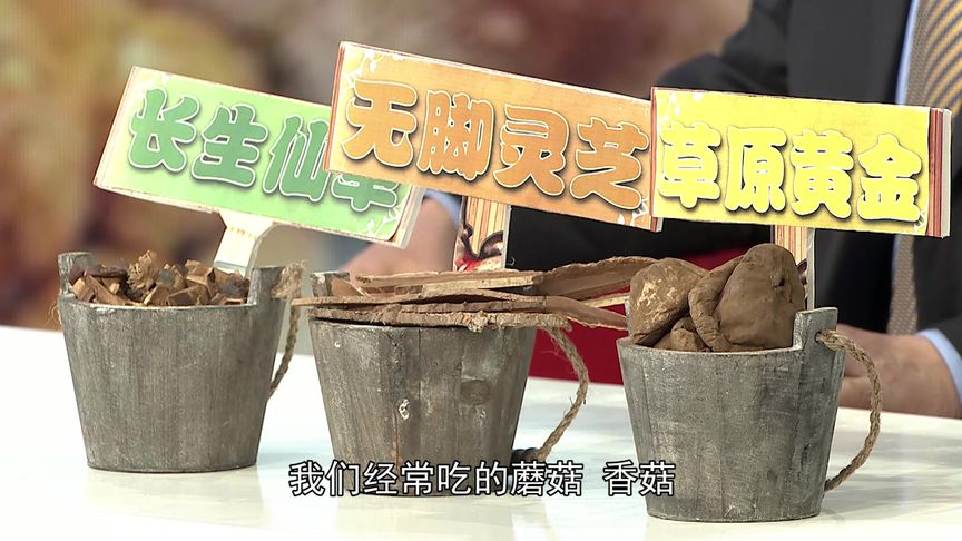 中国中医科学院研究员张文彭讲述: 桑黄等药用真菌的历史渊源