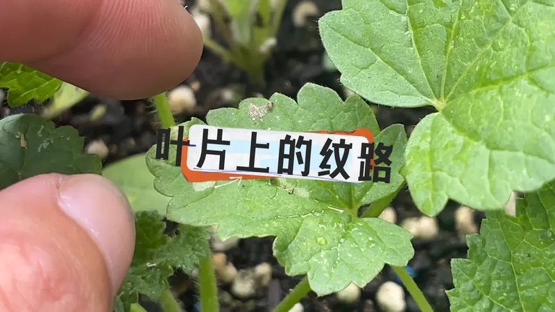 植物叶片上有白色的纹路像地图一样的是什么东西呢