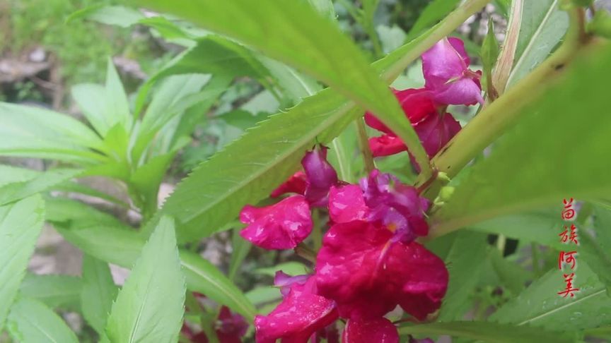 农村常见的凤仙花,你知道有那些用途吗?漂亮的妹子夏天超喜欢!