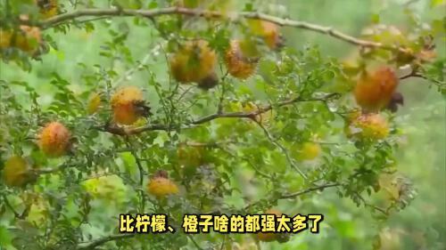 刺梨被誉为水果中的维c之王,但为何不能随便吃?早做了解