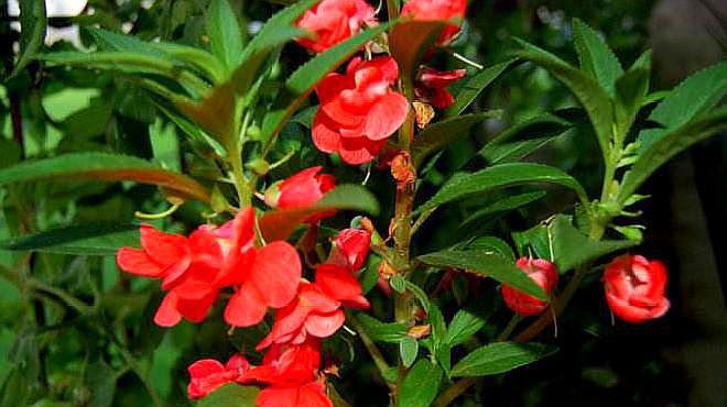 指甲花的神奇用途真厉害,大部分人都不知道,别只当盆栽了