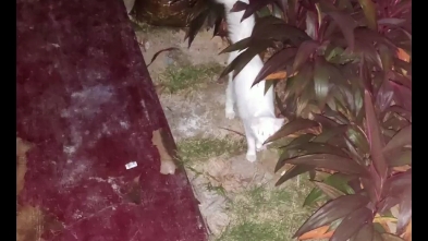 流浪猫驱虫引起的血案,有虫的猫要连续驱虫三天