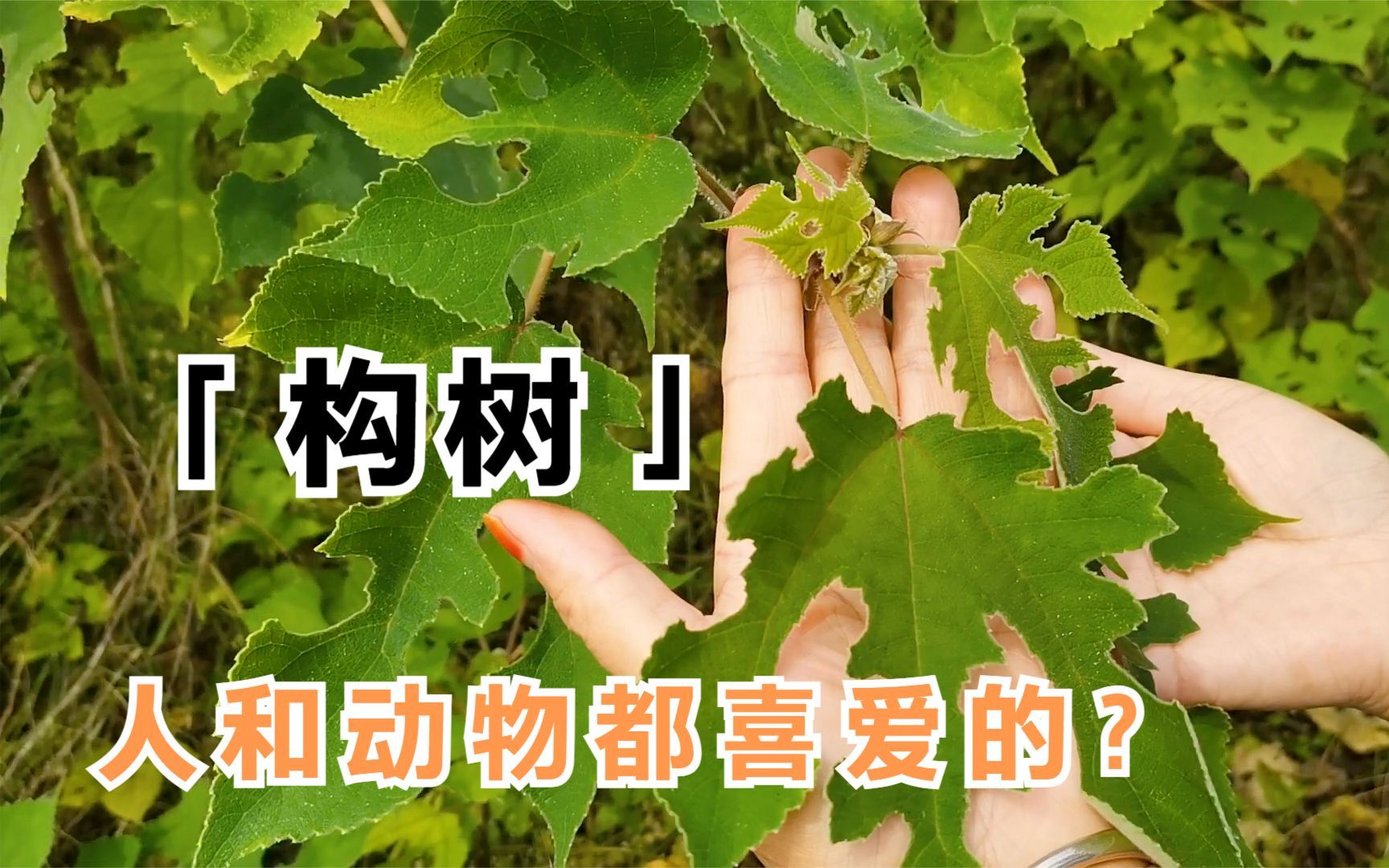 构树叶到底有啥用途?好多人不知道,今天视频告诉你,值得收藏