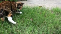 猫抓老鼠视频合集, 就服第一只老鼠, 装死逃过一劫