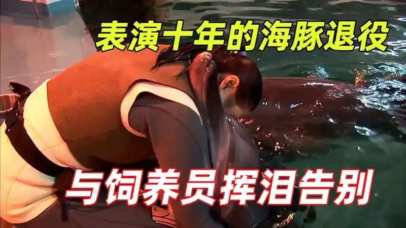 表演十年的海豚即将重回大海,与饲养员挥泪告别,万物皆有灵性