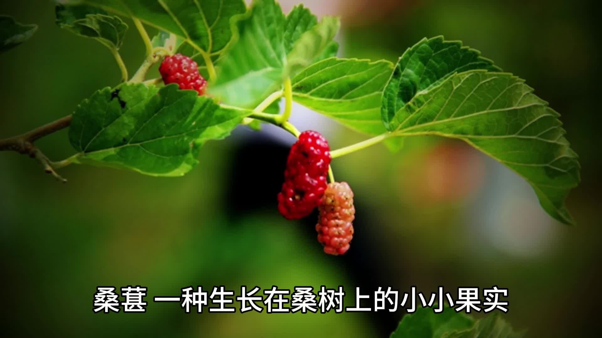 桑葚的功效与作用都有哪些?主要功效就是这几点。