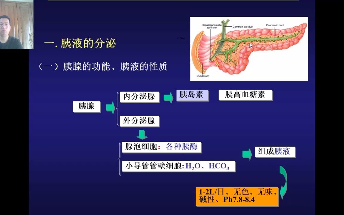 消化-小肠内消化