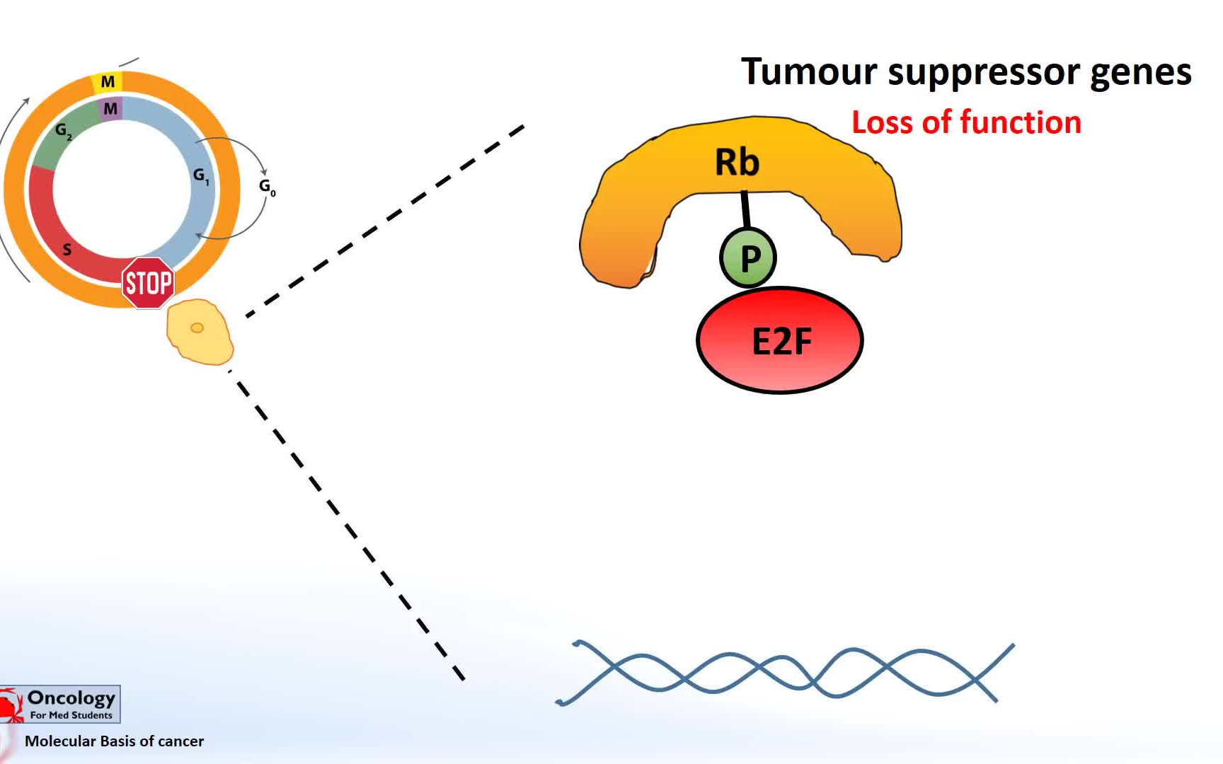 臭名昭著的Rb视网膜母细胞瘤和NCBI研究最多的蛋白-大名鼎鼎p53是...