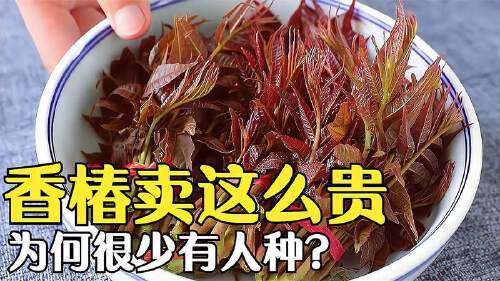 香椿百元一斤暴利!三月狂赚18万,为何农民却不愿种?