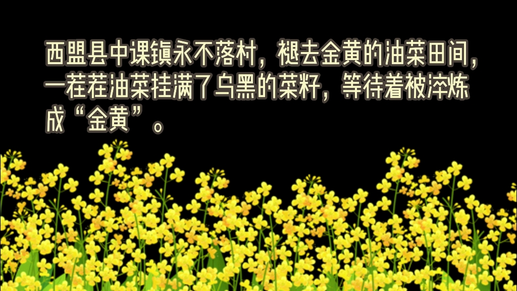 西盟中课镇永不落村:金黄菜油为美丽乡村画卷添抹“亮色”!