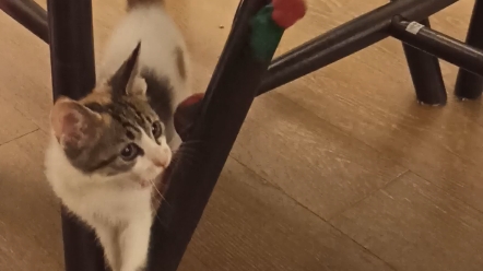 无可奈何意外收获的小二胎