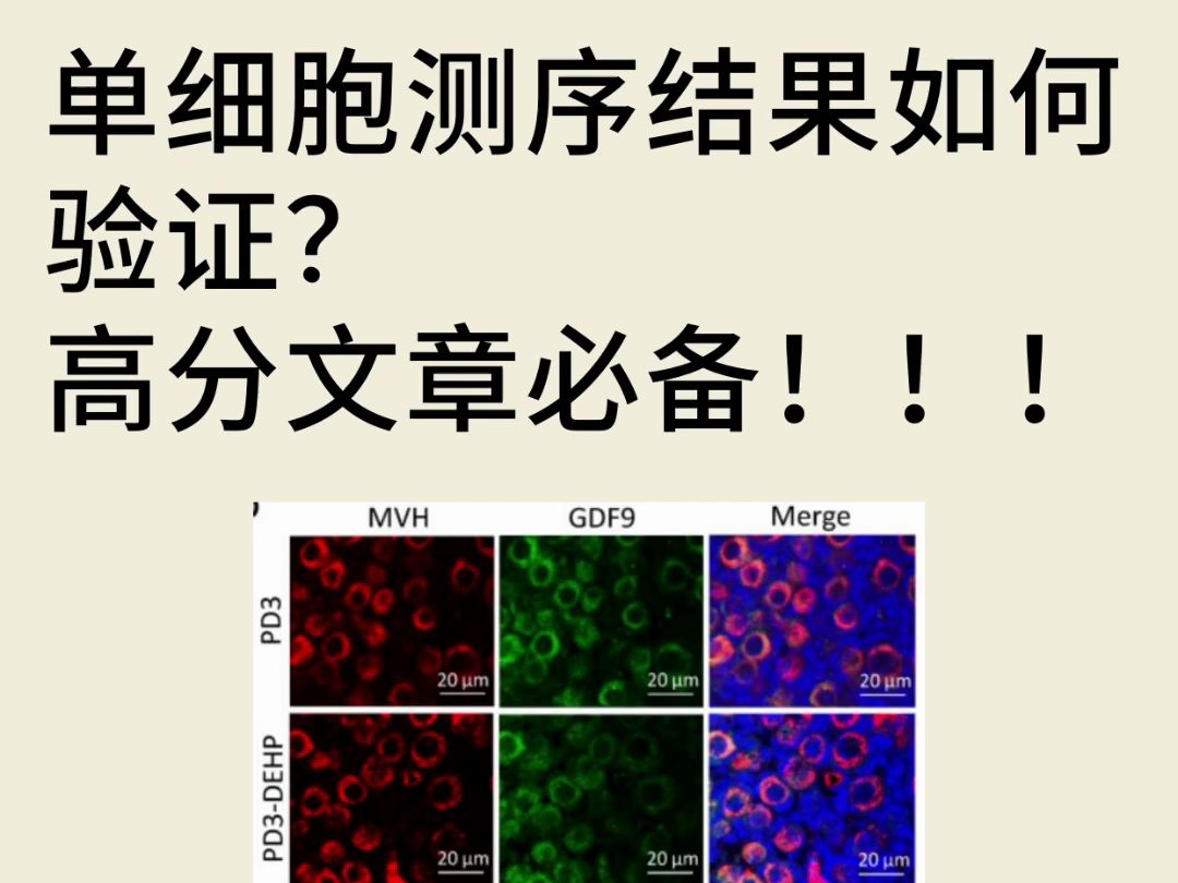 单细胞测序结果如何验证?高分文章必备!