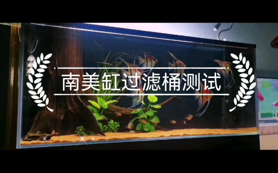山东小伙实测,鱼缸过滤桶是否适用于草缸外的风格,1.2米的南美鱼缸...