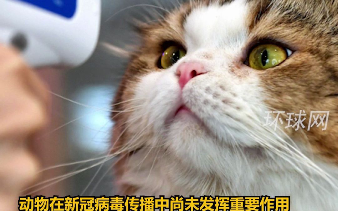 ...新冠“猫传人”病例:一只猫“打喷嚏”将新冠病毒传染给了一位兽医