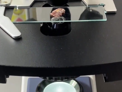 探索显微镜下惊险与奇妙并存的微观奥秘