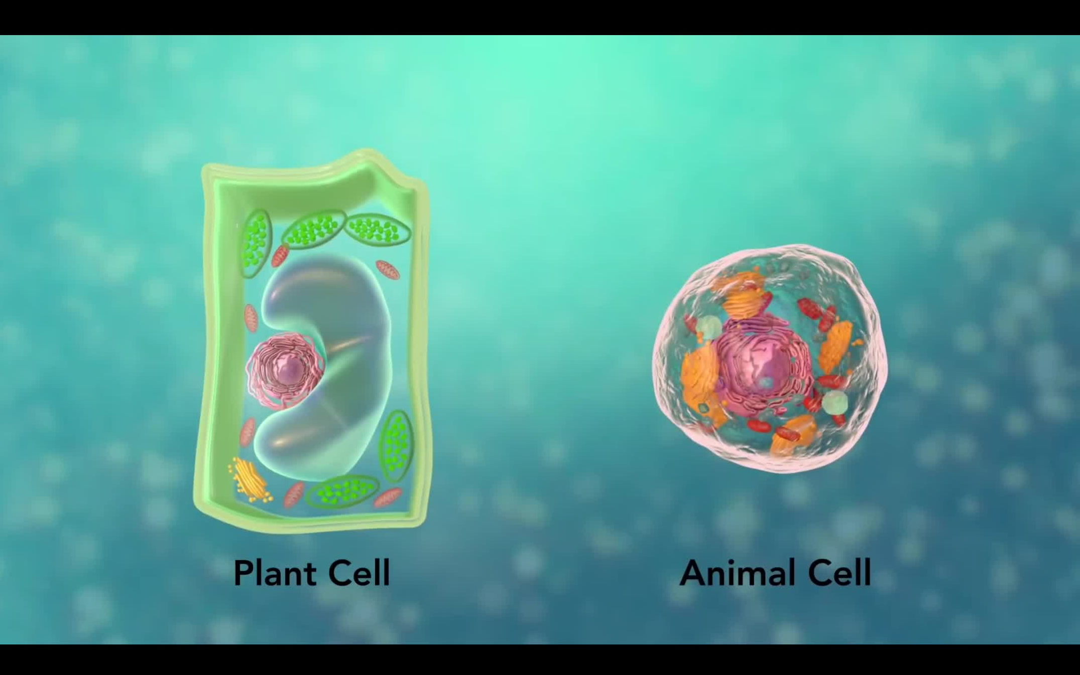 油管搬运 | 生物学:细胞的结构 overview of cell structure