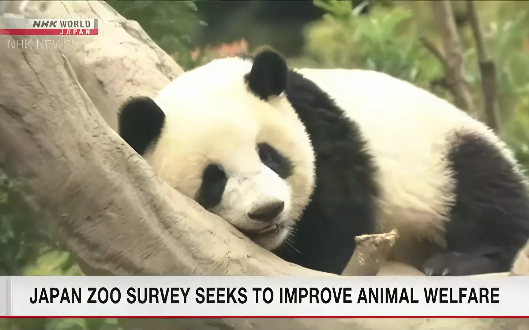 日本动物园和水族馆协会宣布将着手改善全国范围内动物园的饲养环境