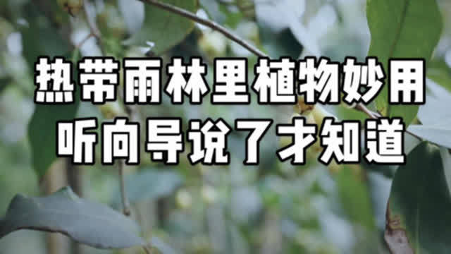 热带雨林中的植物有很多妙用,听向导说了才知道