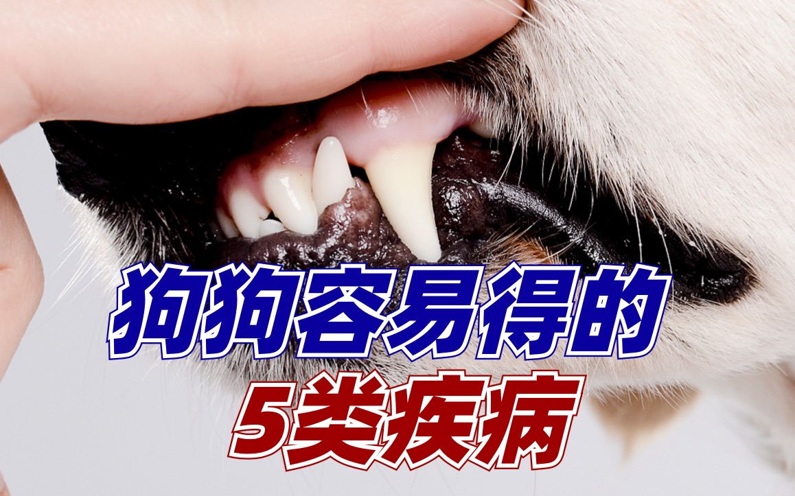 养宠科普|狗狗容易得的5类疾病