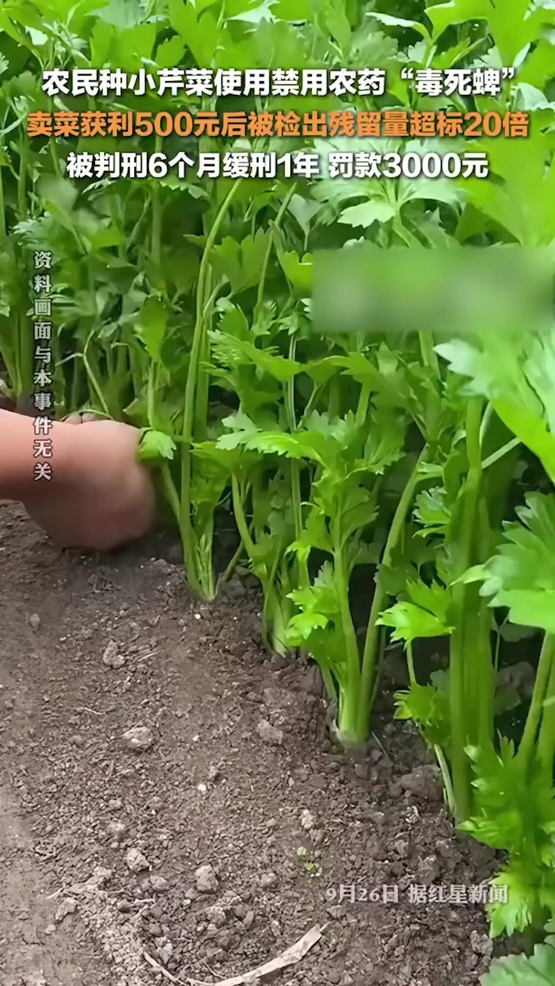 农民种小芹菜用禁用农药"毒死蜱",卖菜获利500元后被检出残留量超标...