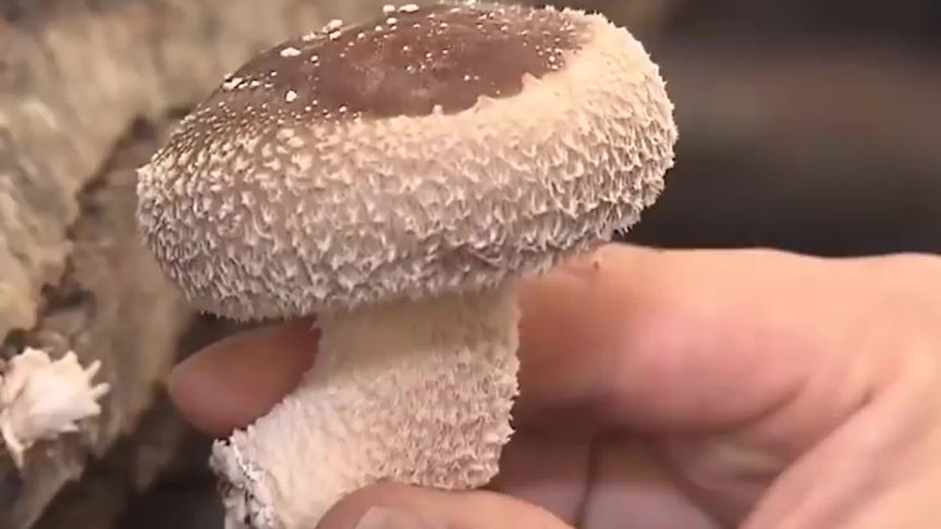 森林中也能种植蘑菇,一朵一晚上变上千朵蘑菇,太神奇了!