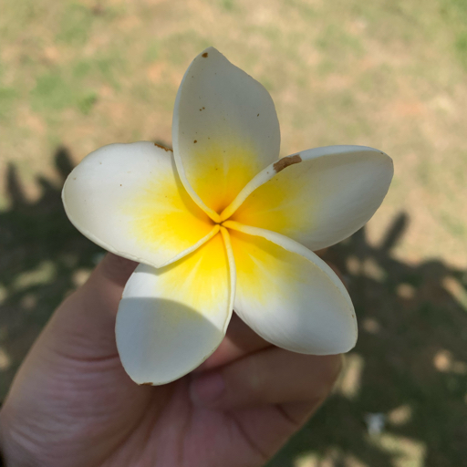 木木の景三 