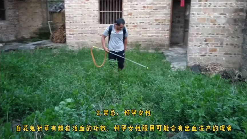 农民最讨厌的“鬼针草”,却不知其应急的功效与作用!