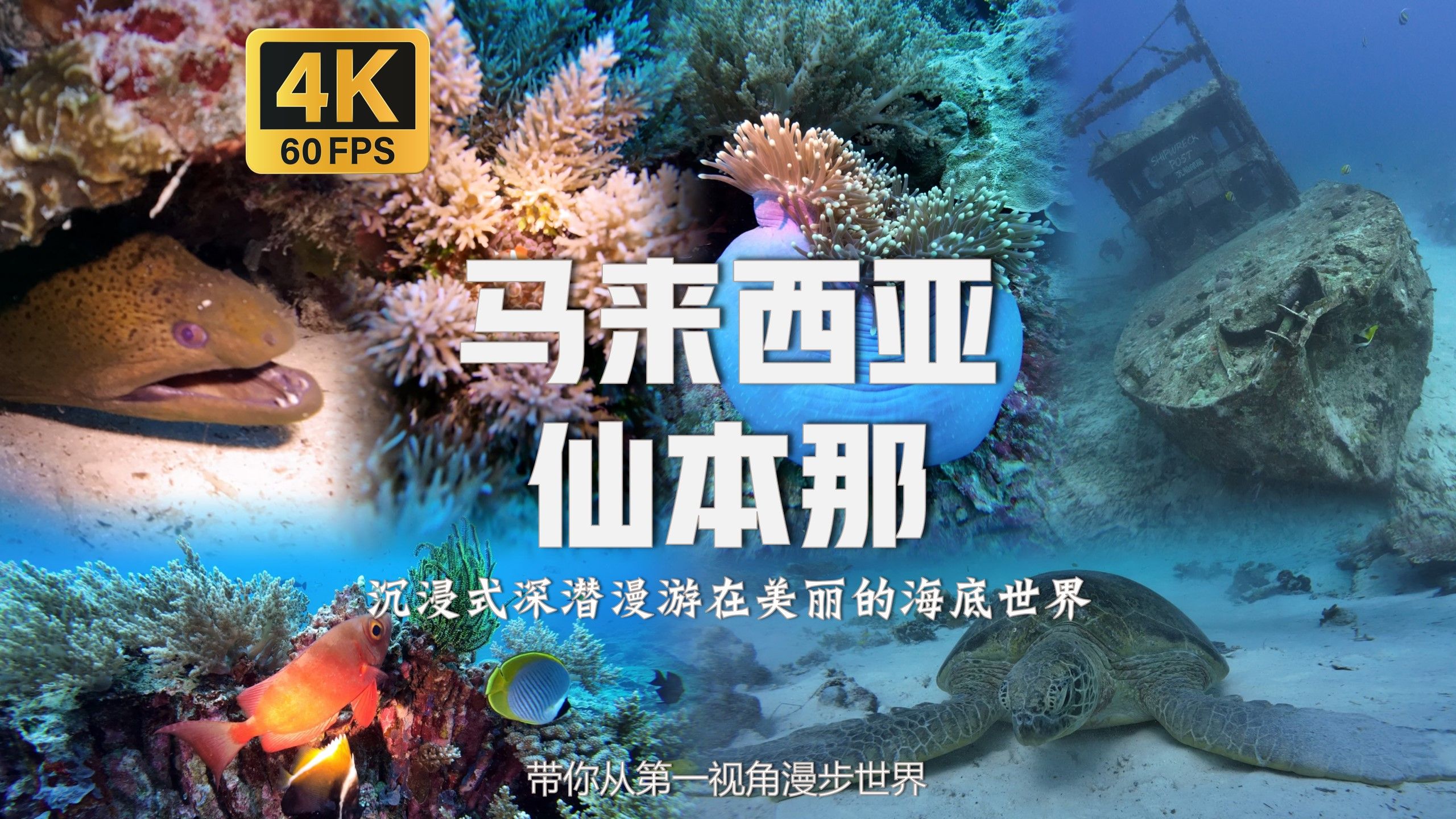 沉浸式漫游在热带海底世界 看海龟沉船 杰克风暴 深潜海底第一视角...