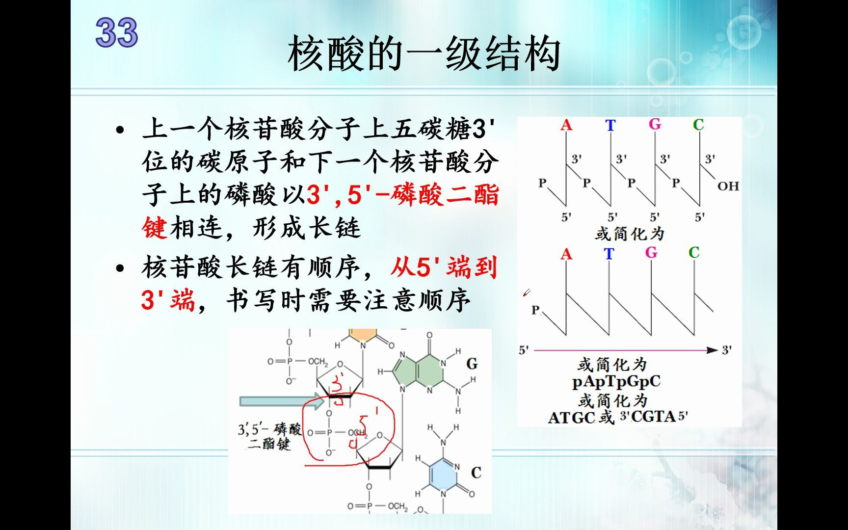 生物竞赛难点38-生物化学-核酸结构(双螺旋、超螺旋)