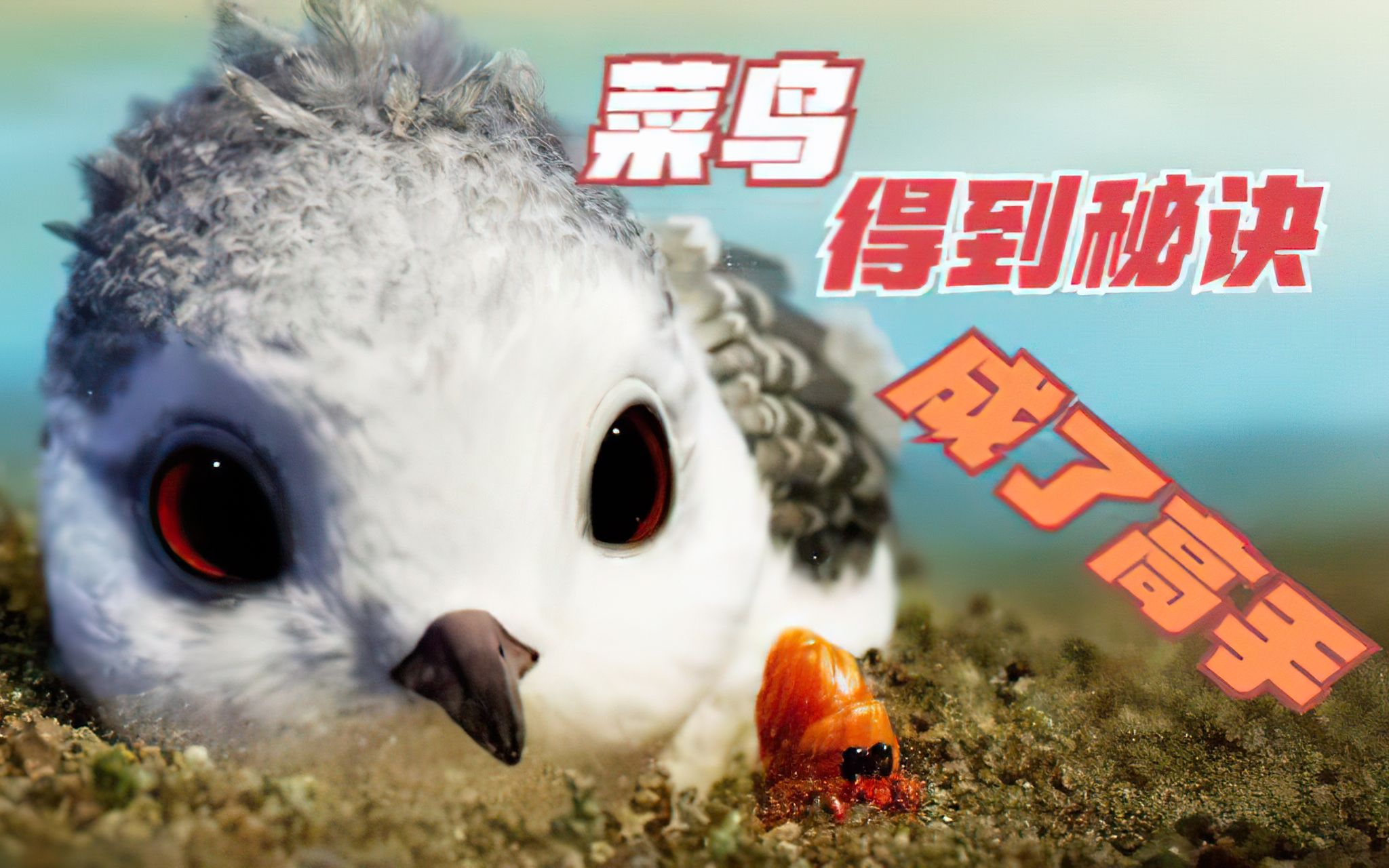 动画短片《鹬》:小鹬鸟向寄居蟹学了绝招,从此摆脱菜鸟,成为捕食高手!