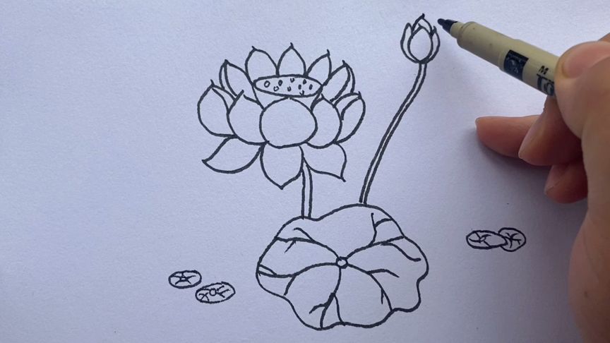 荷花简笔画:就是这么好看
