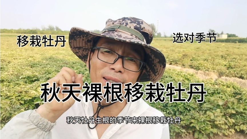秋天裸根移栽牡丹,给大家的几点建议,且看我花农现身说法。