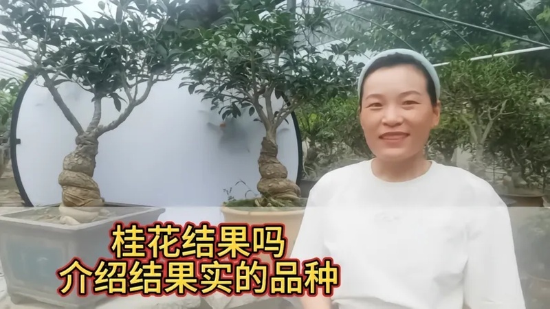 桂花结果实吗常见品种分享及结果实的必备条件