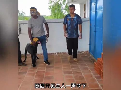 搜救犬终极考核现场!这些狗狗的表现让人惊叹不已