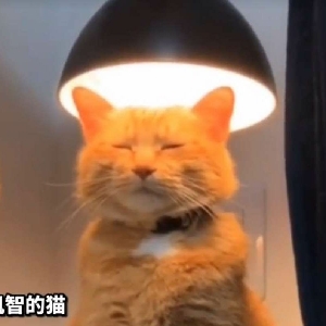 特教猫 