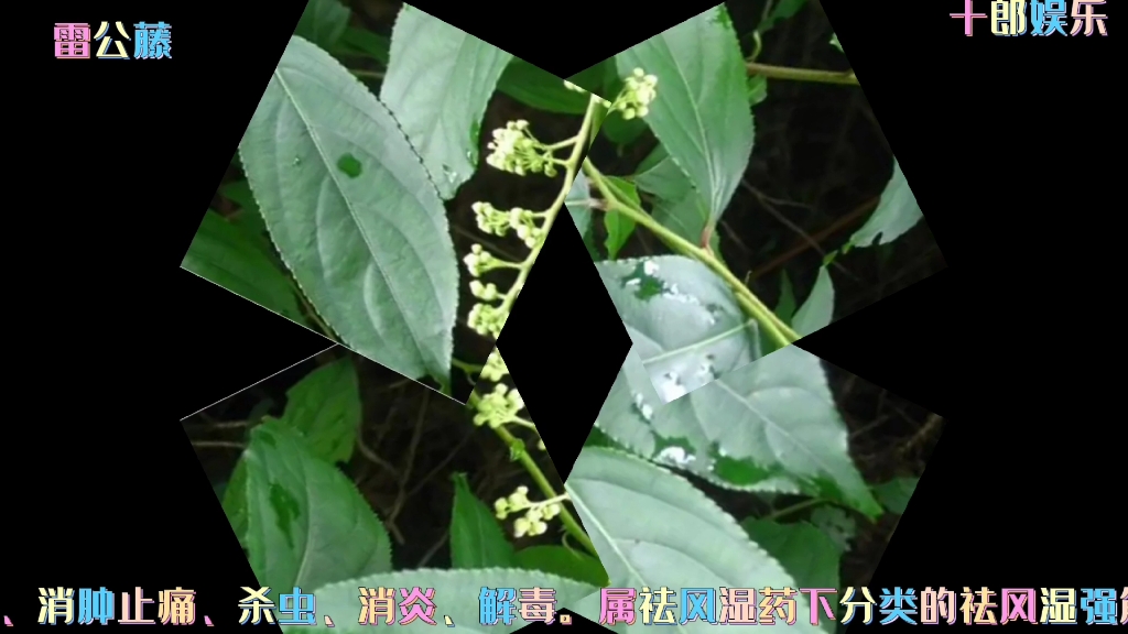 盘点中药材的功效(五十)