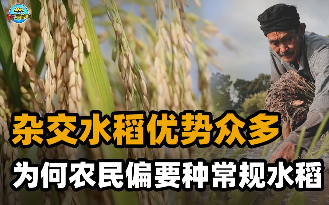 为什么很多农民放着高产好吃的杂交水稻不种,偏要种常规水稻?