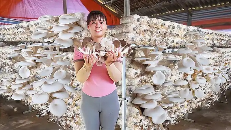 平菇你们知道如何养殖的吗很多人喜欢