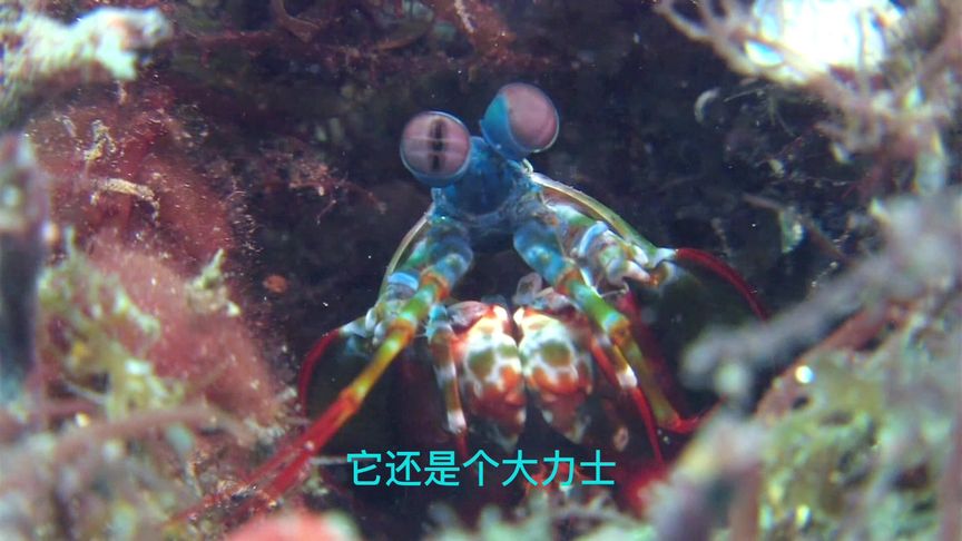 海底动物奇葩多:个个都是伪装高手 #海底世界 #搞笑解说